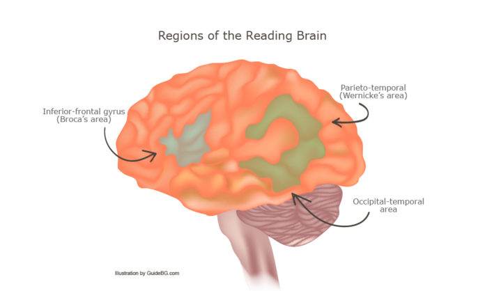 The Science of Reading - Editorial - GuideBG