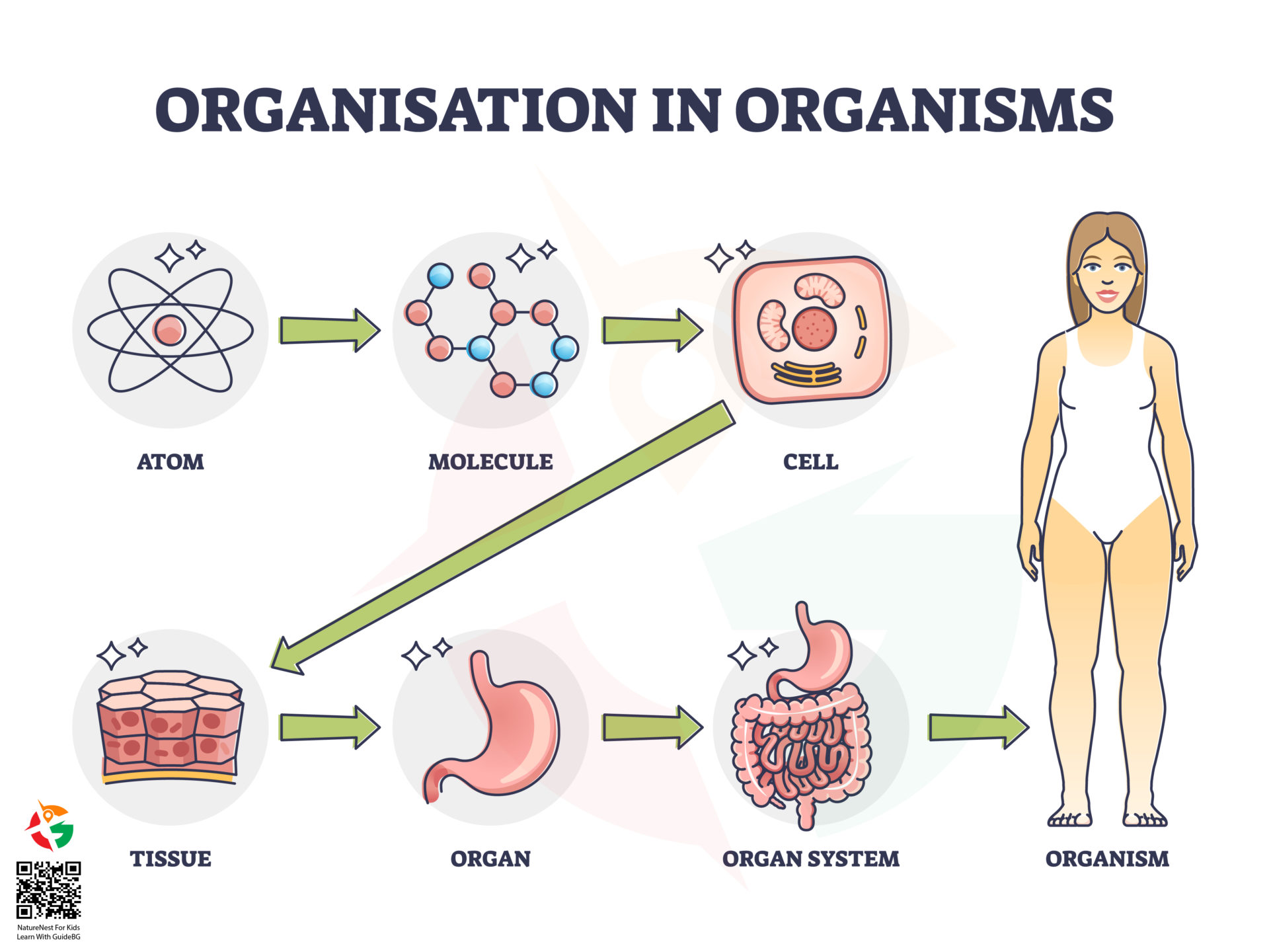 The Levels of Ecological Organization - Kids - GuideBG