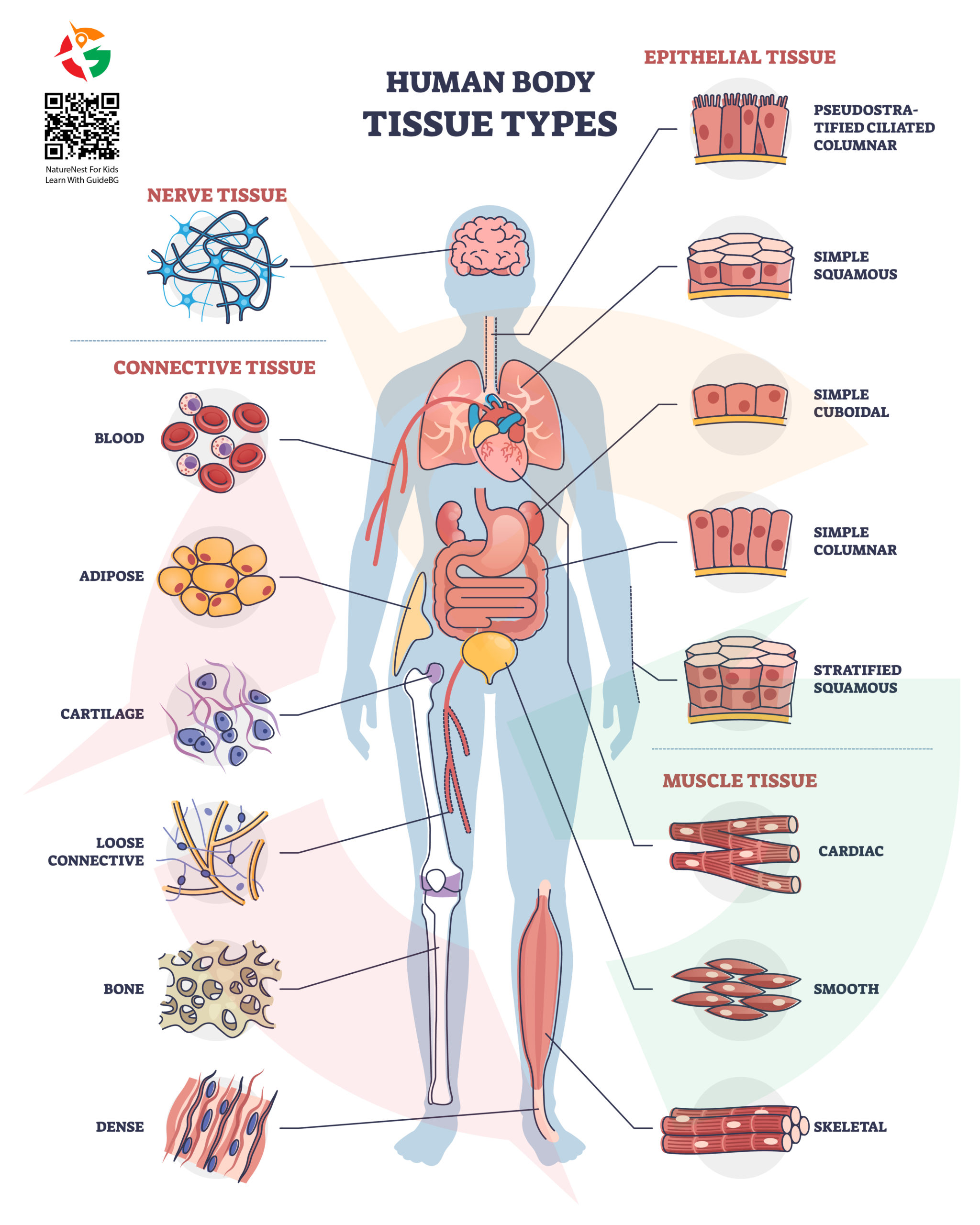 Human Body Tissue Types - Kids - GuideBG