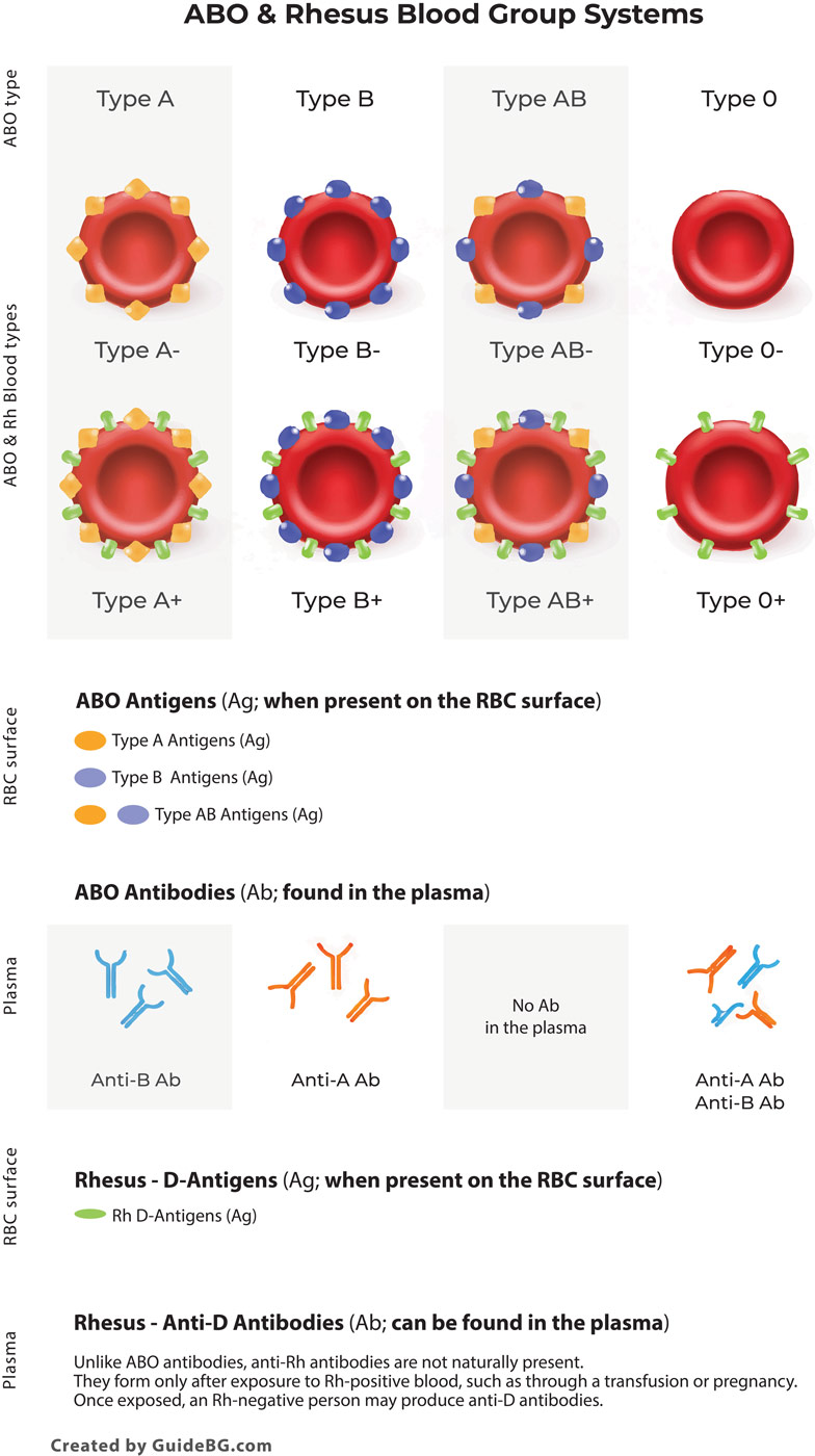 Blood Groups Explained: The ABO and Rh Systems - Kids - GuideBG